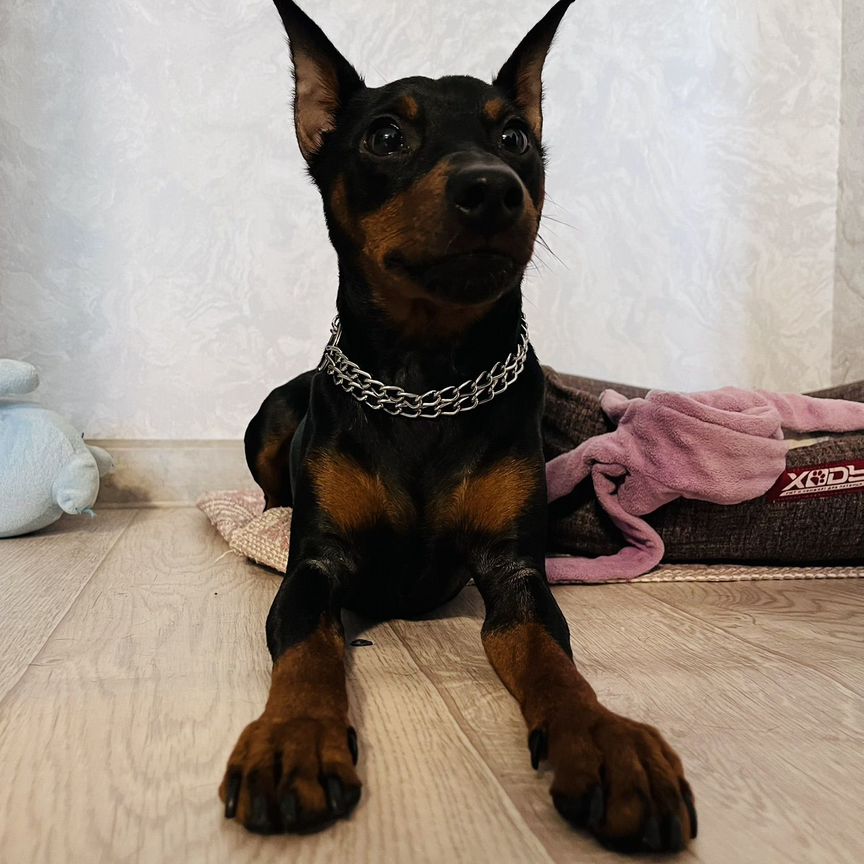 Цвергпинчер, взрослый пёс