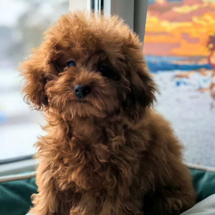 Той-пудель ред браун щенки РКФ