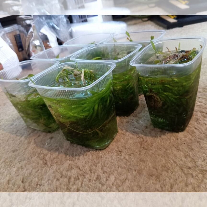 Аквариумное растение Валеснерия спиральная