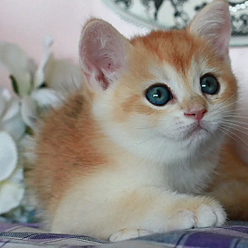 Британский короткошёрстный котёнок