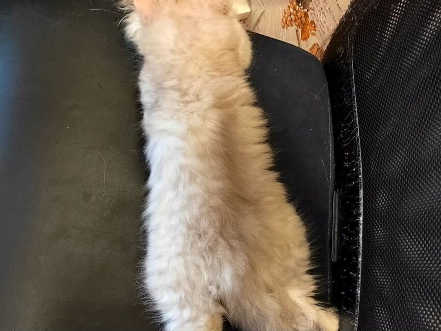 Продам британского котёнка