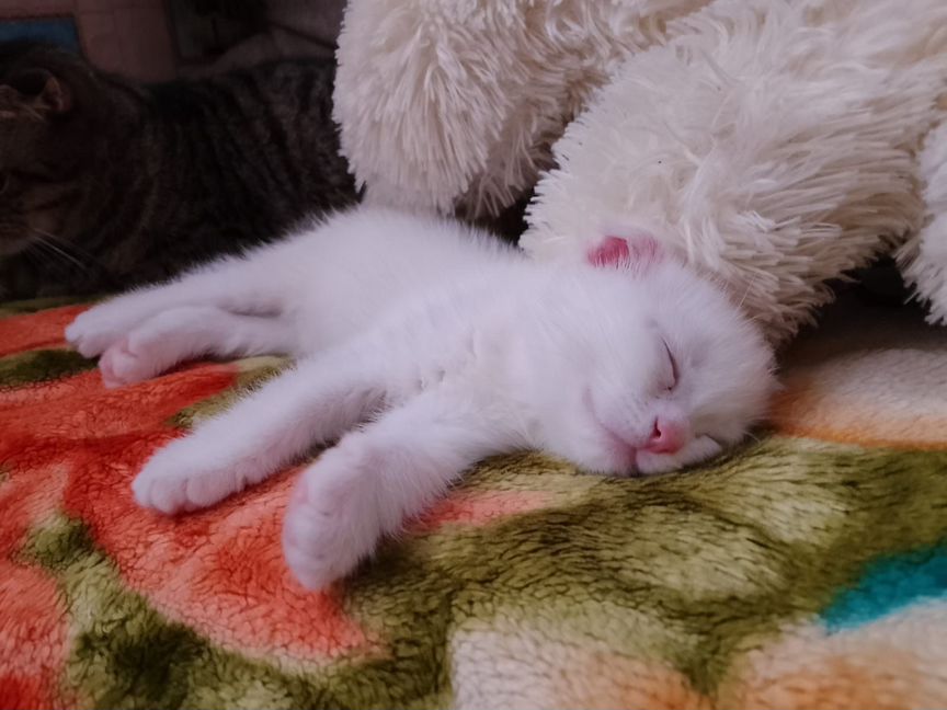 Кошка вислоухая шотландка