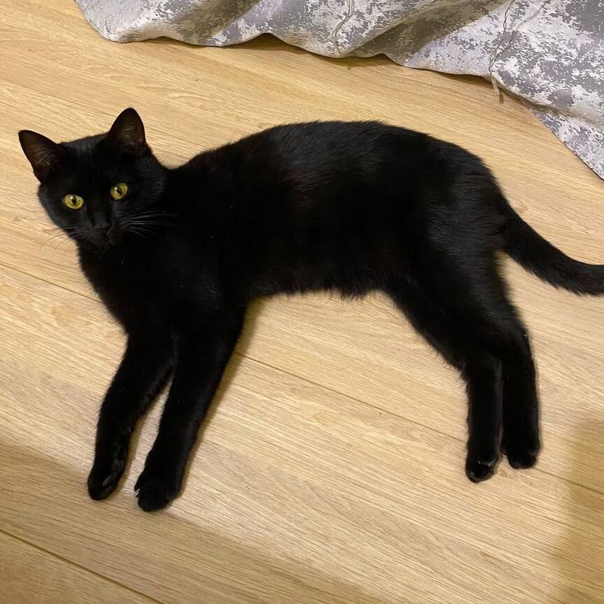 Бомбейская кошка, взрослая