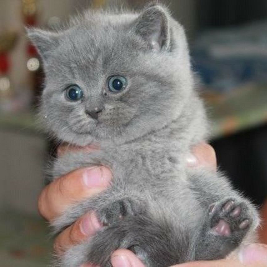 Британские котята