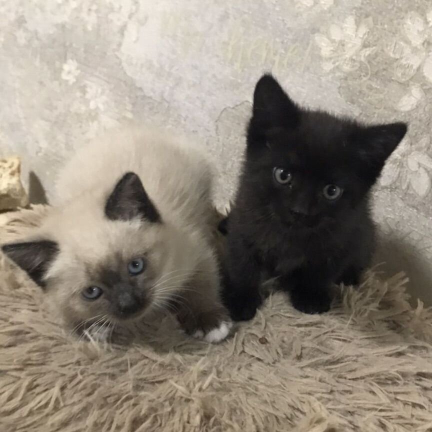 Котятки милашки 1.5 мес едят все к лотку приучены
