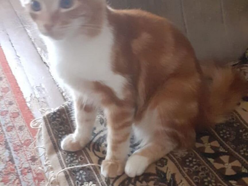 Домашние животные кошки