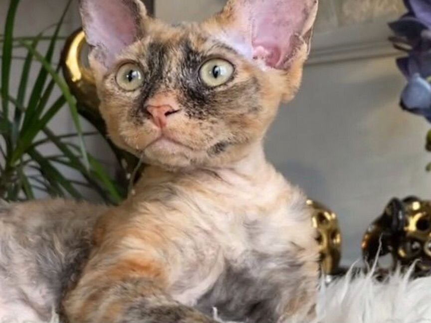 Яркая звездочка