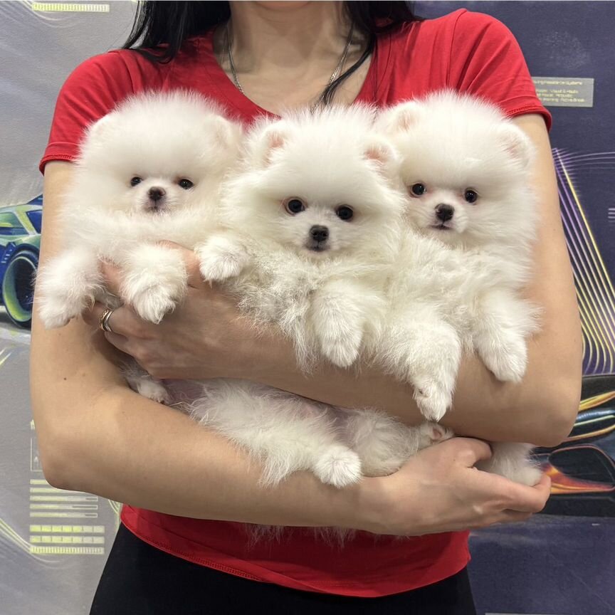 Померанский шпиц, щенок