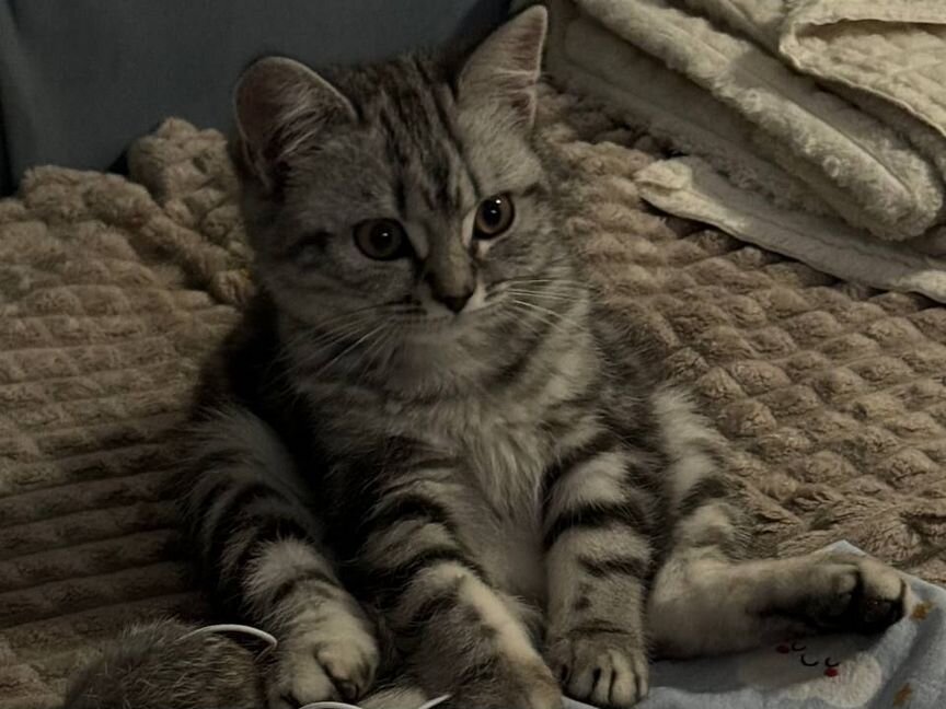 Шатланский котенок