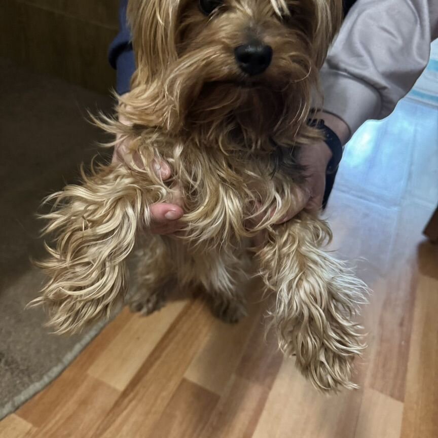 Йоркширский терьер