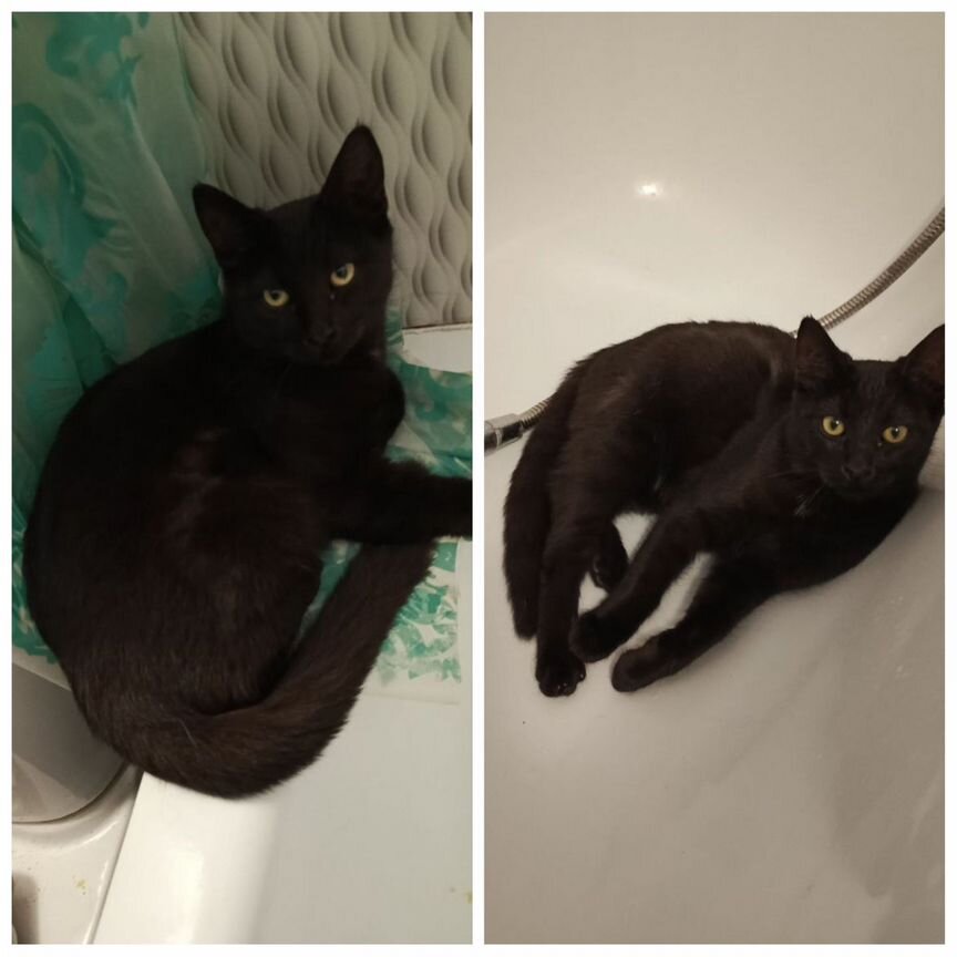 Кошечка в добрые руки