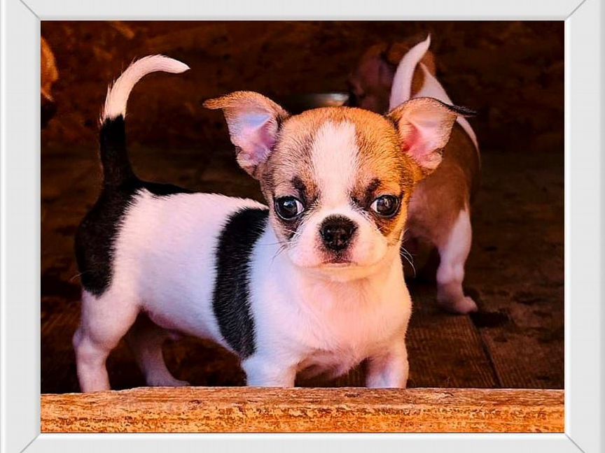 Чихуахуа щенки