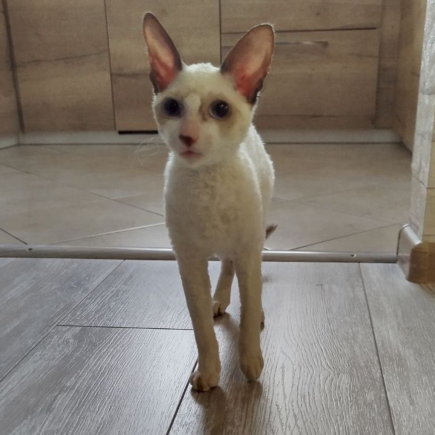 Корниш-рекс котёнок