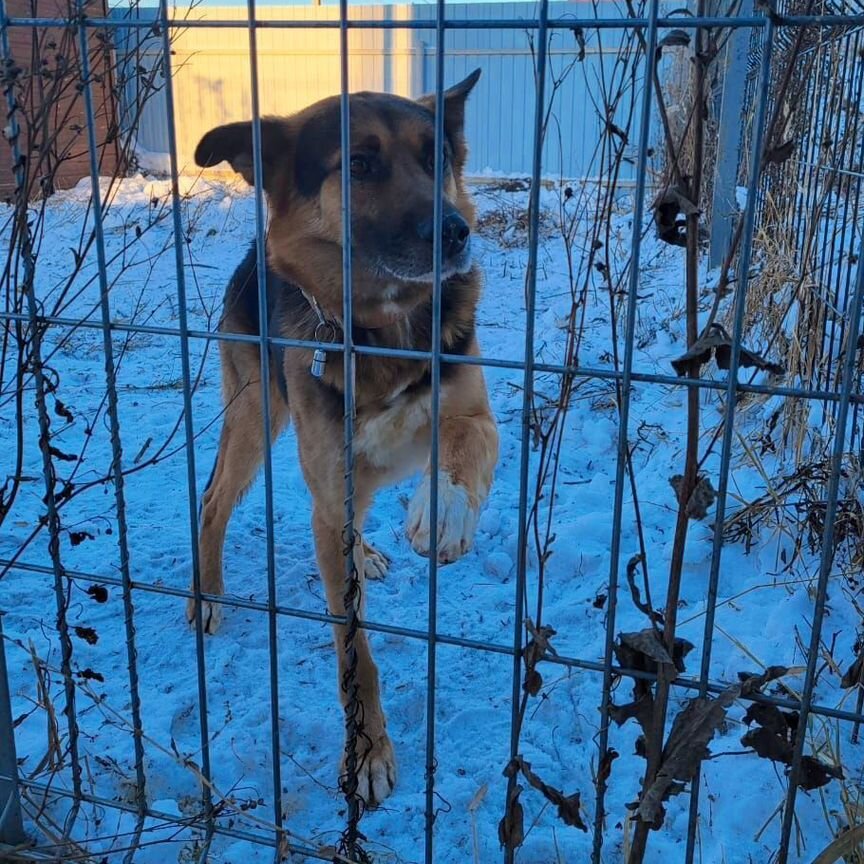 Собака в добрые руки отдам бесплатно