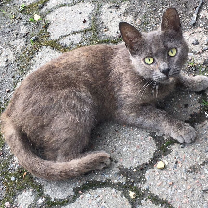 Кошечка ищет дом