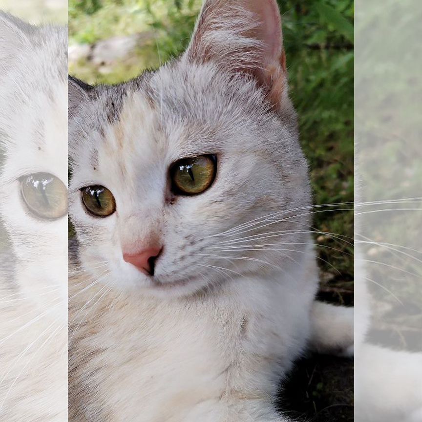 Красивая трехшерстная кошка