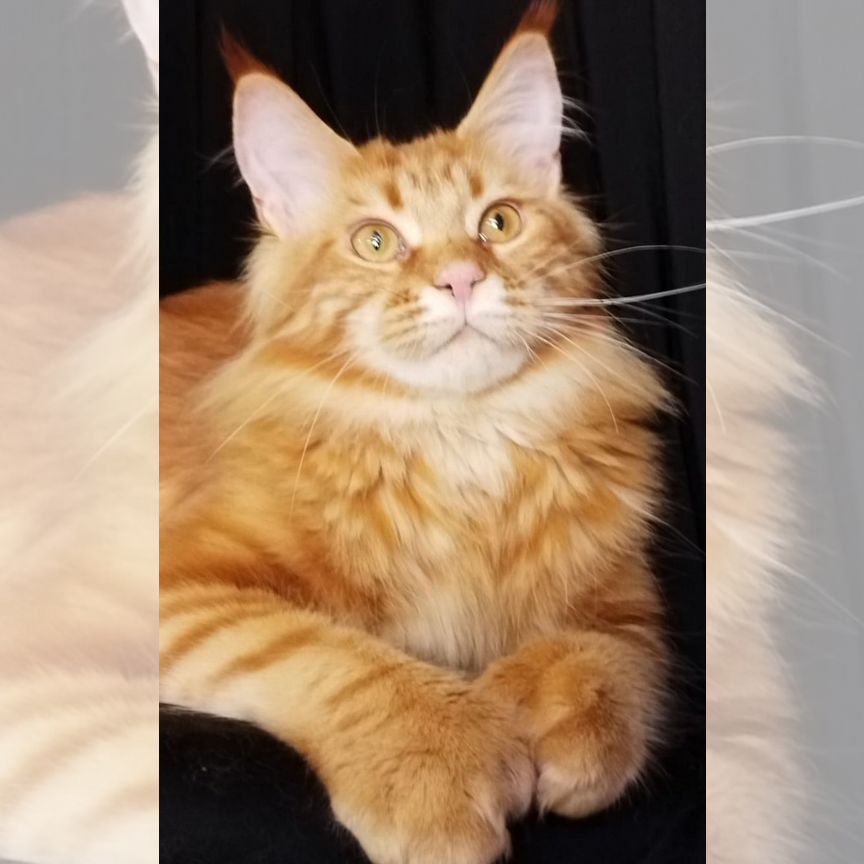 Кошечка мейн кун полидакт