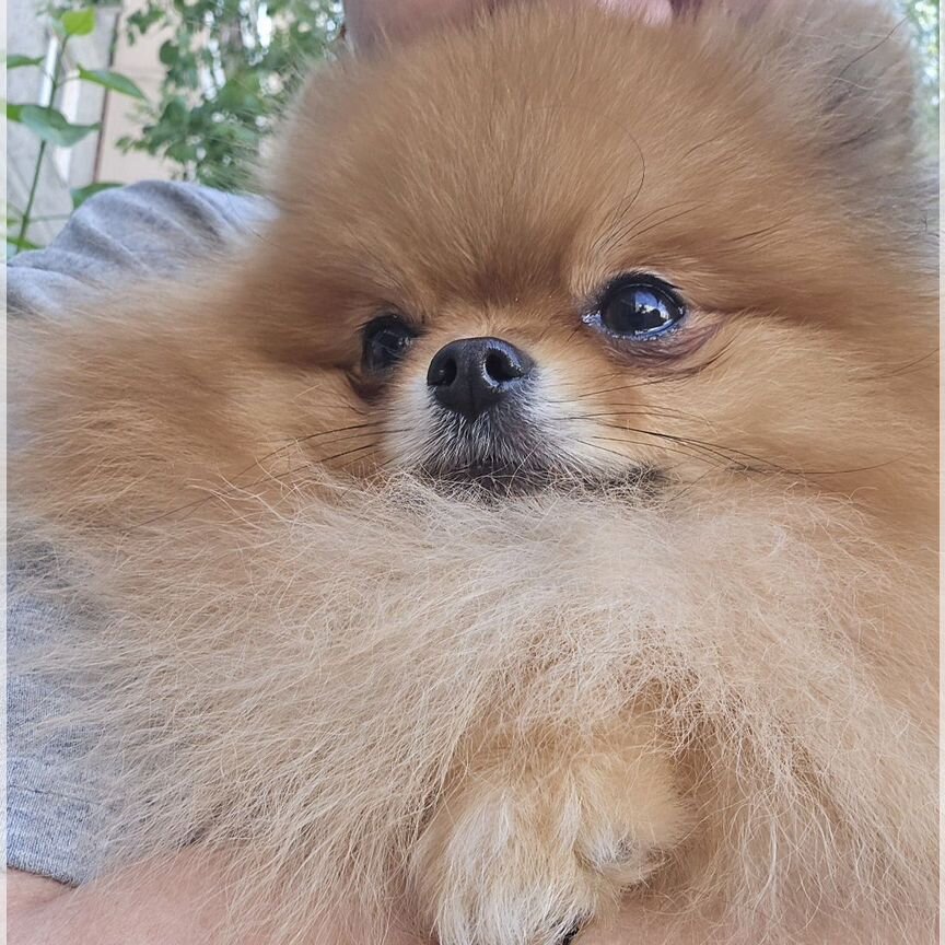 Померанский шпиц, взрослый пёс