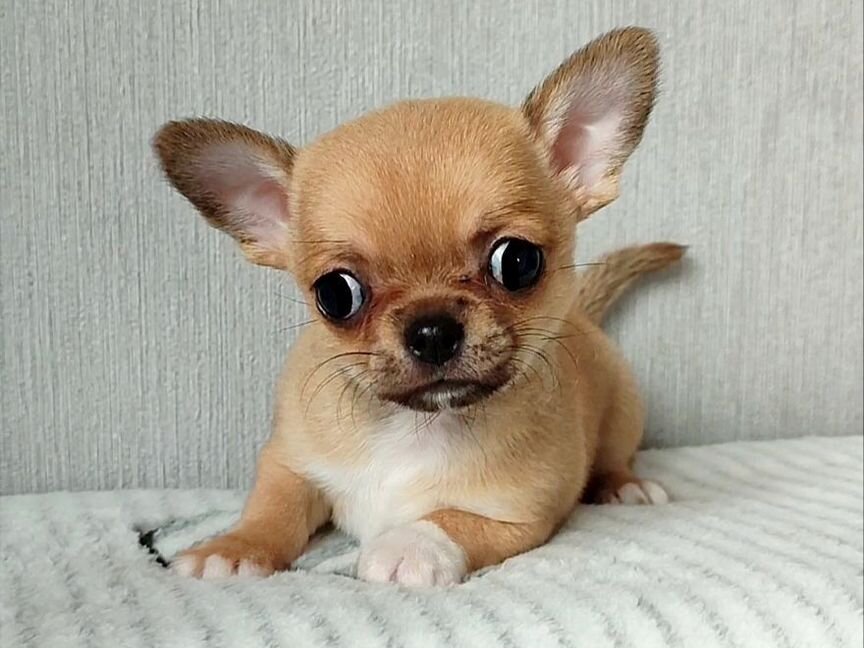 Чихуахуа рыжулька