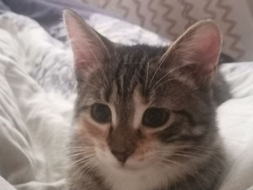 Трехцветная кошка в добрые руки