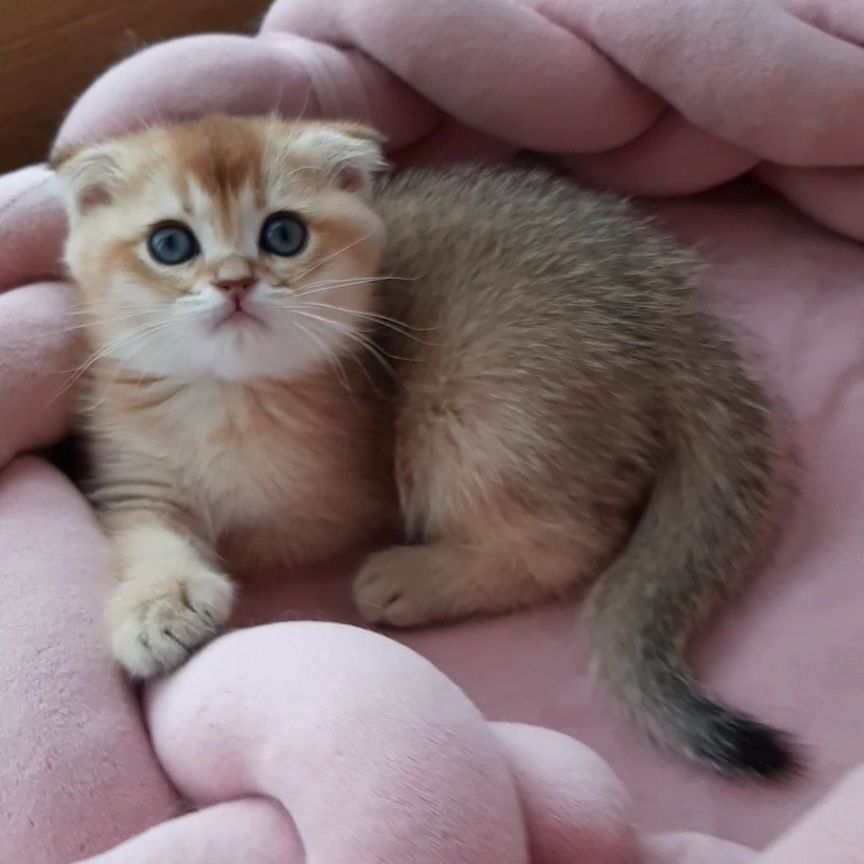 Шотландские золотые шиншиллы котята