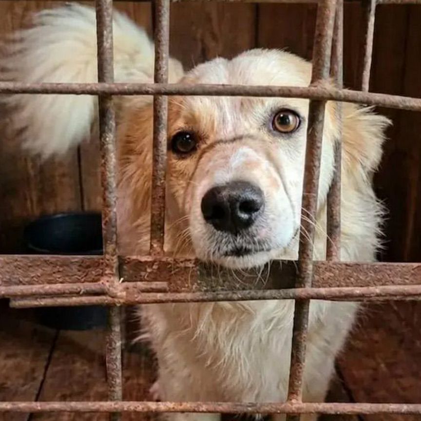 Взрослый пёс в добрые руки