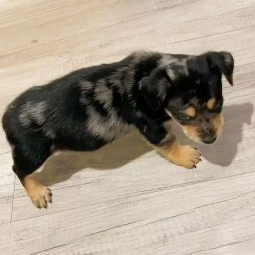 Той-терьер щенки