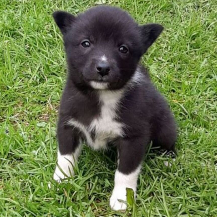 Русско европейская лайка