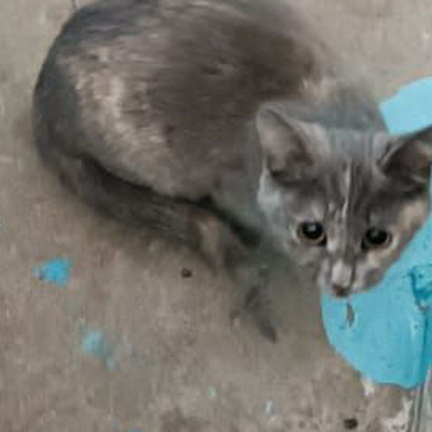 Медея очень милый котёнок