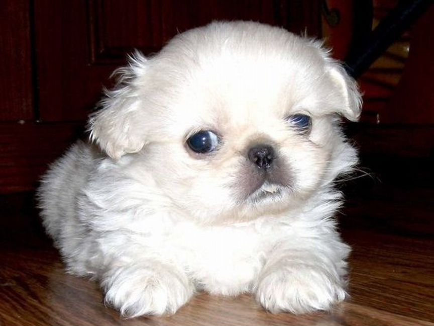 Щенки пекинеса