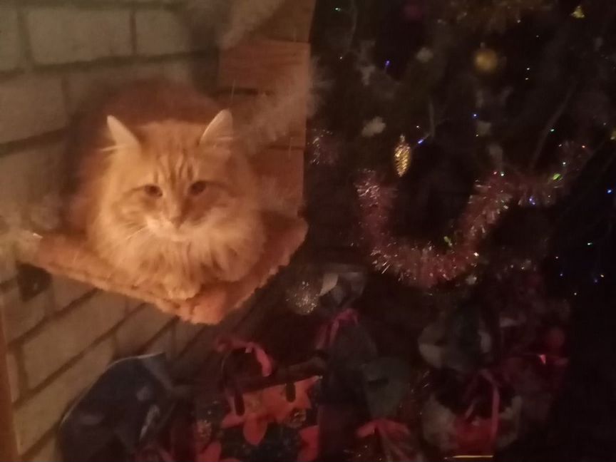 Ласковое рыжее чудо