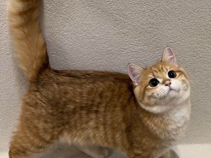 Британский золотой кот