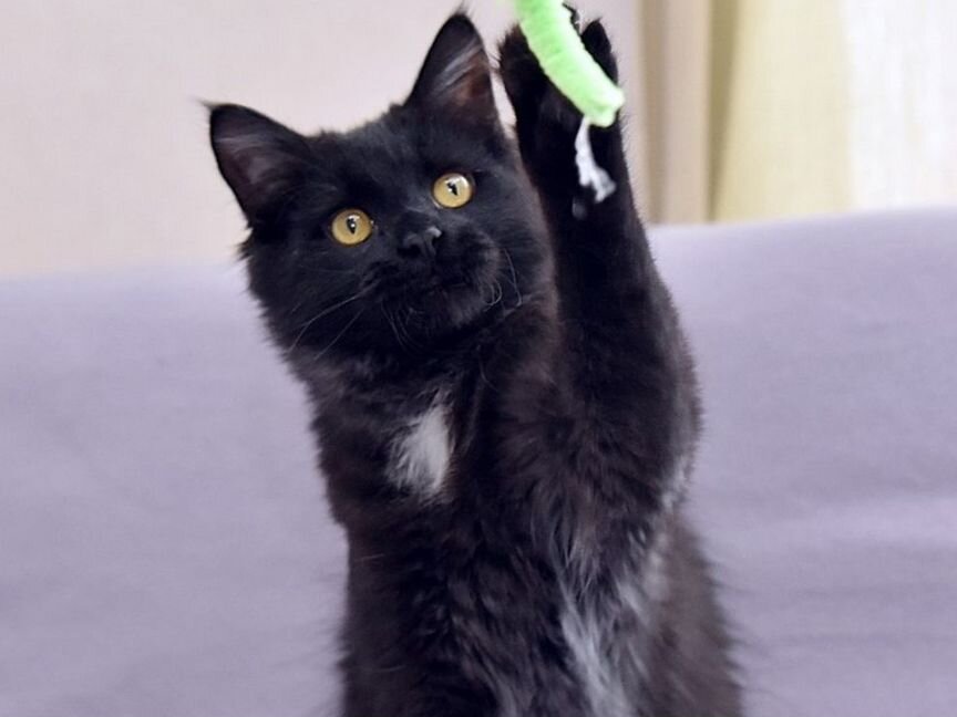 Филёчек ищет надёжную любящую семью