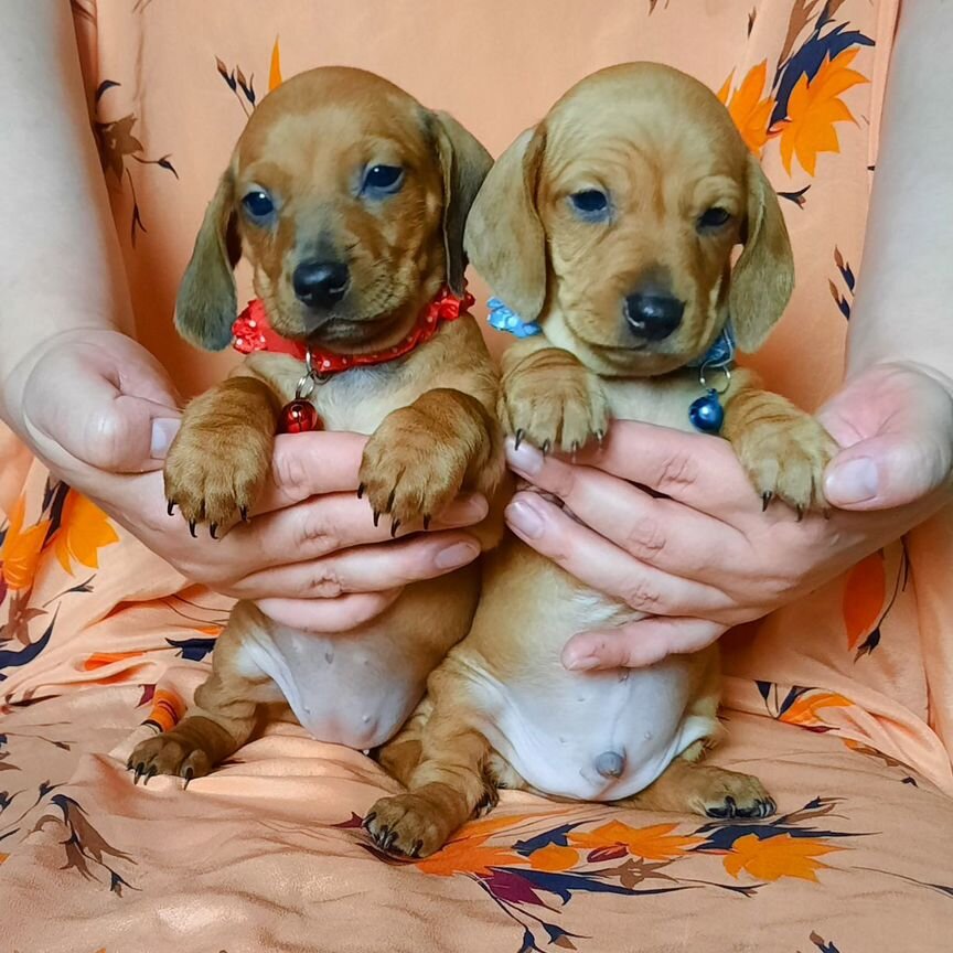 Рыжие таксы