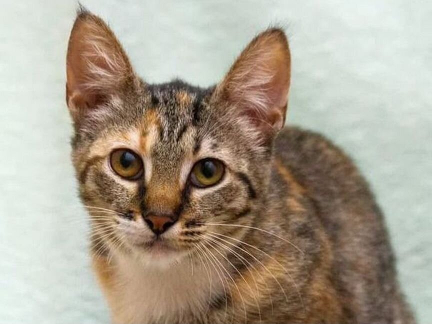 Трехцветный котенок в добрые руки