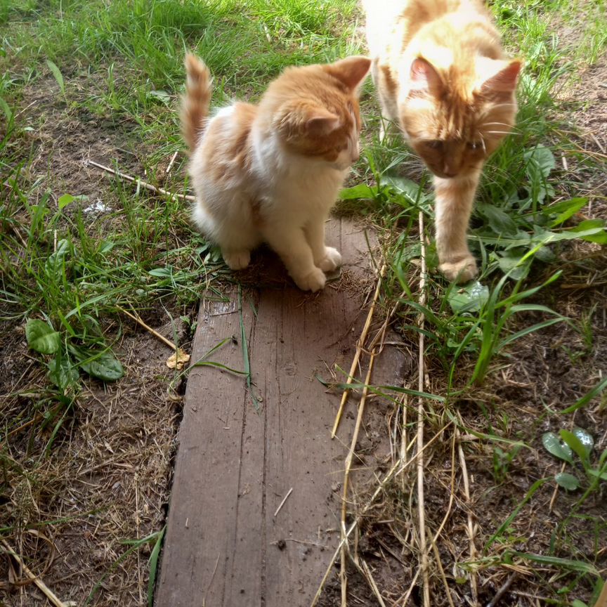 Котенок в добрые руки полу Мейн -кун