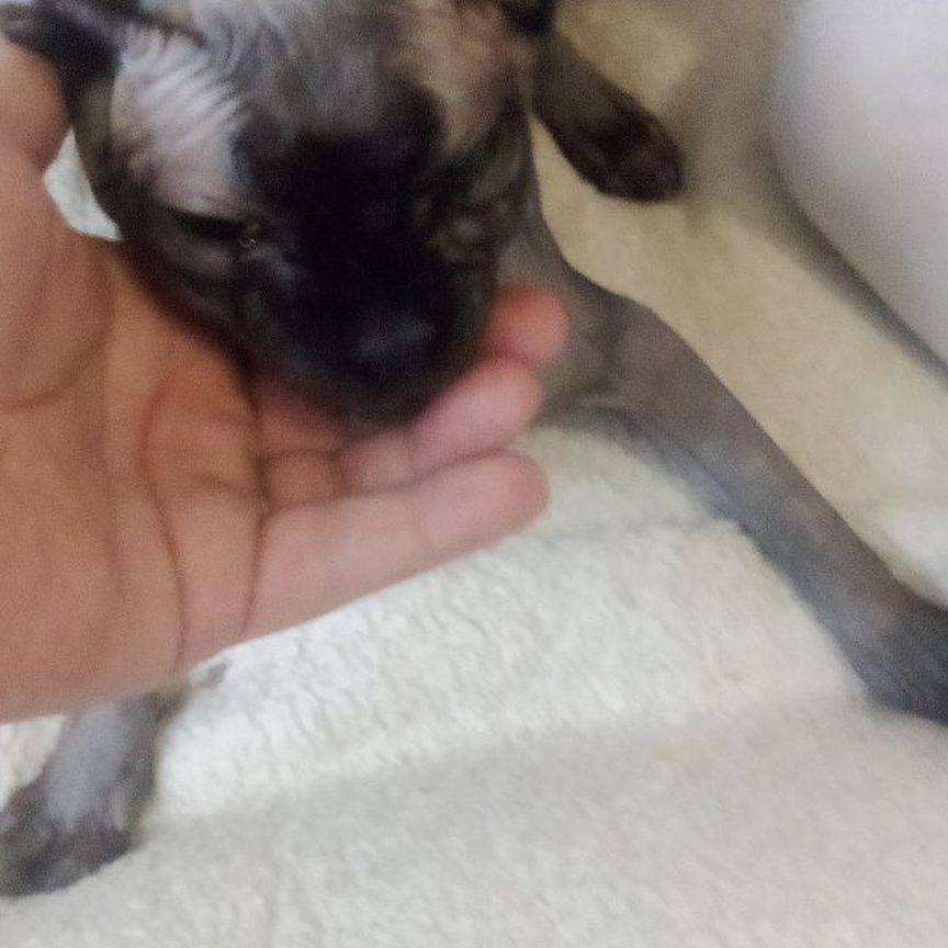 Кошка сфинкс