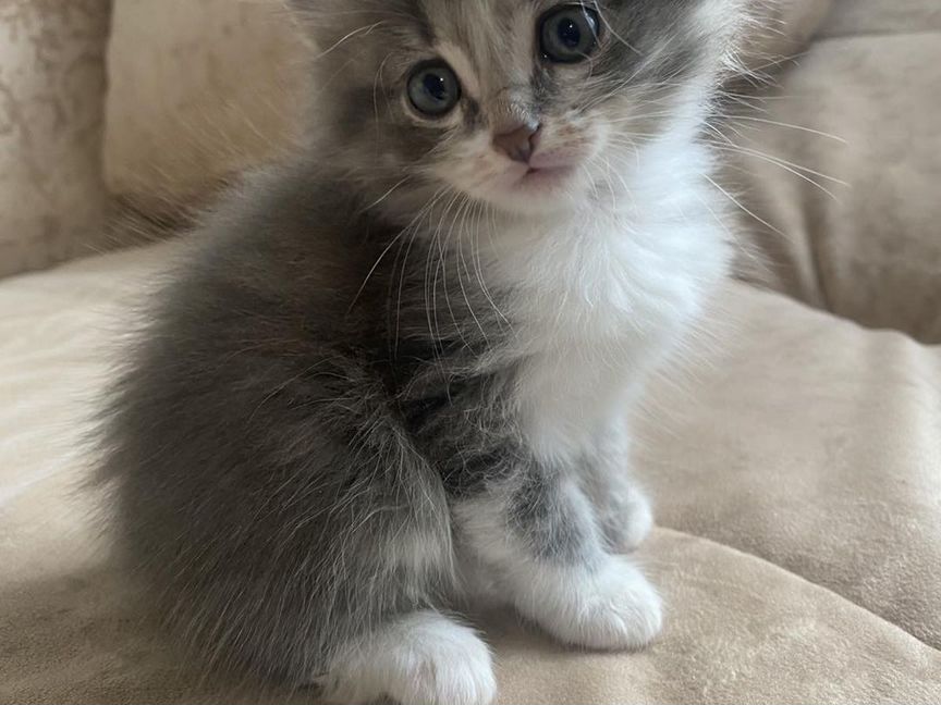 Чудесные котята в добрые руки