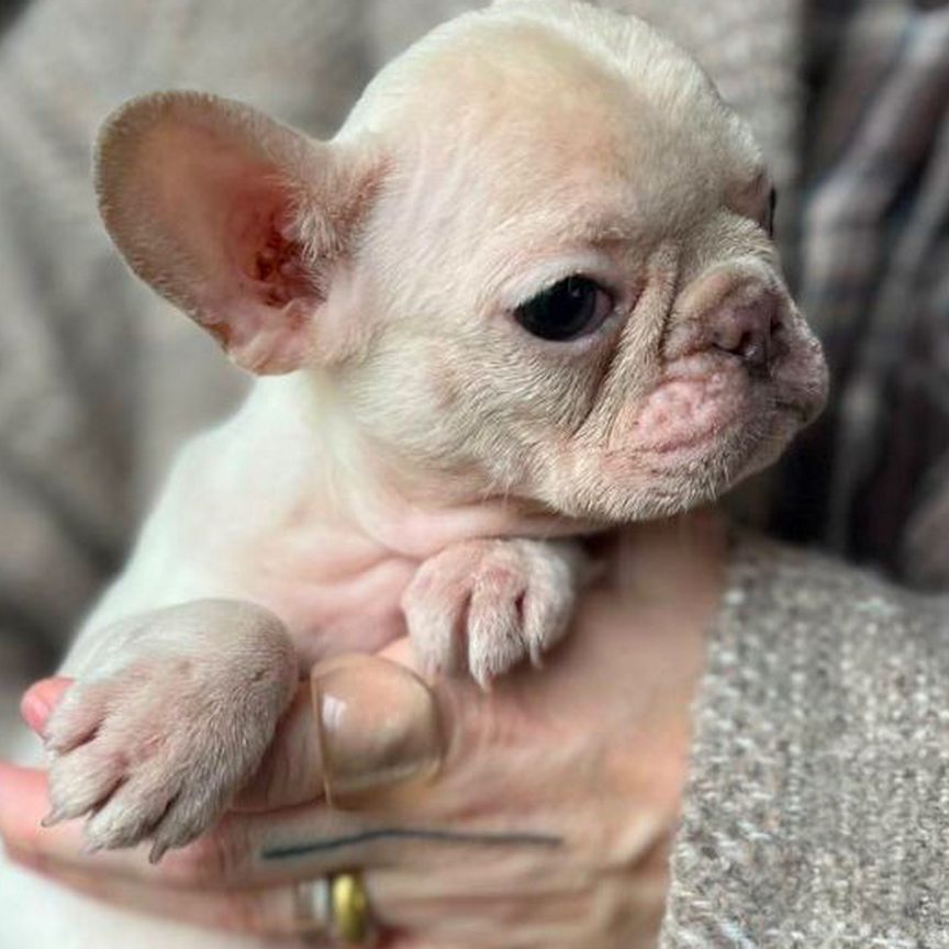 Французский бульдог, щенок