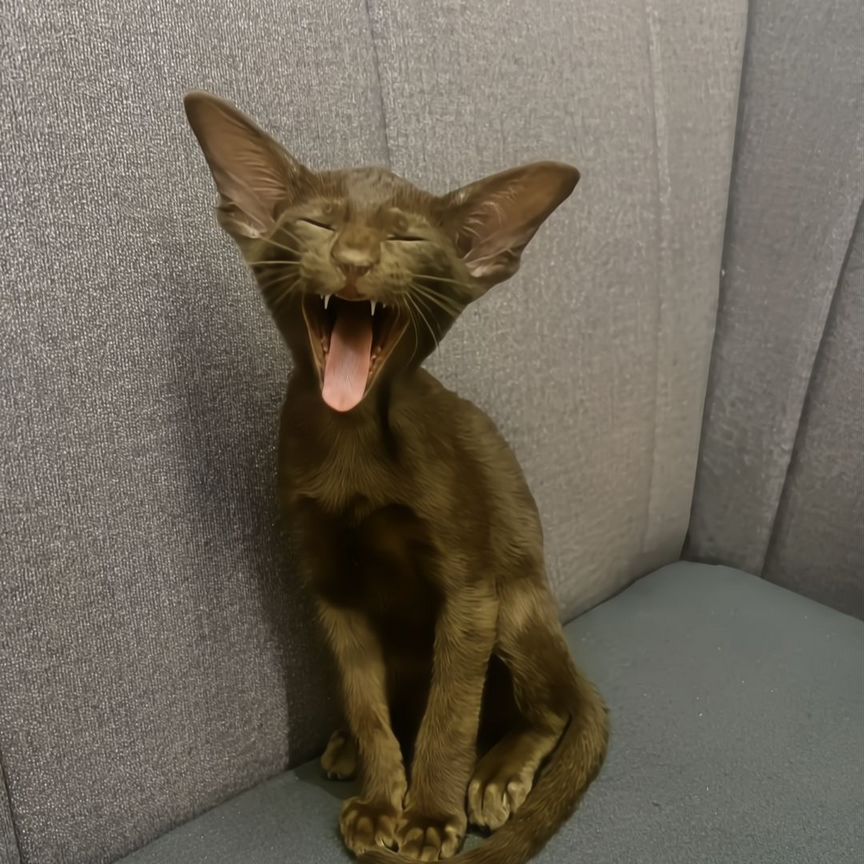 Ориентальный котёнок