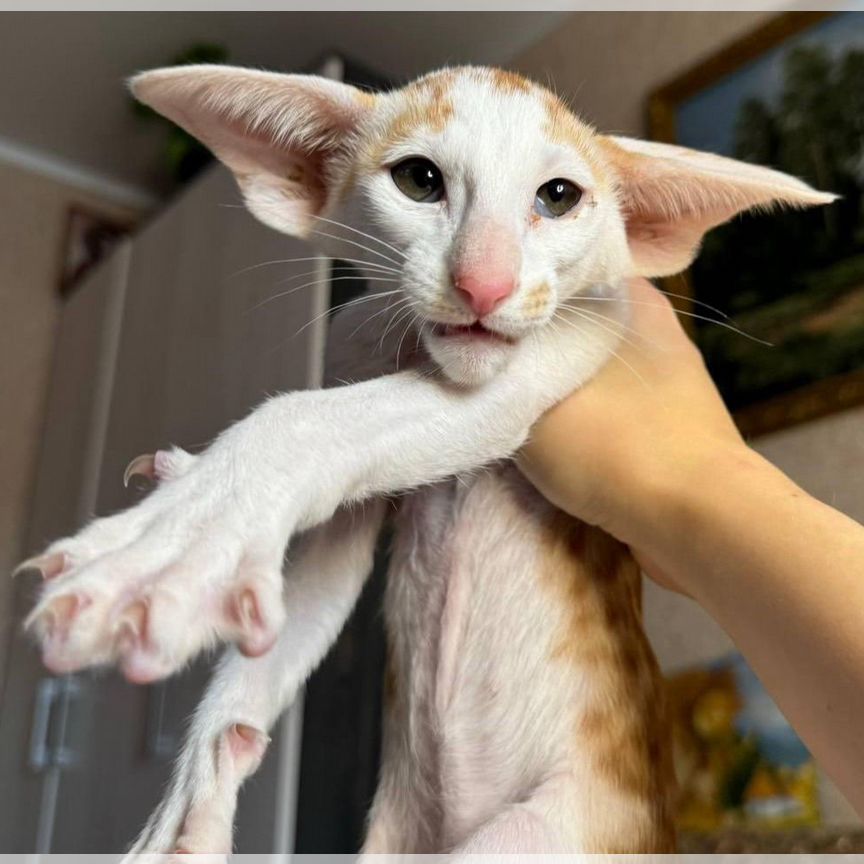 Ориентальные котята экстрим