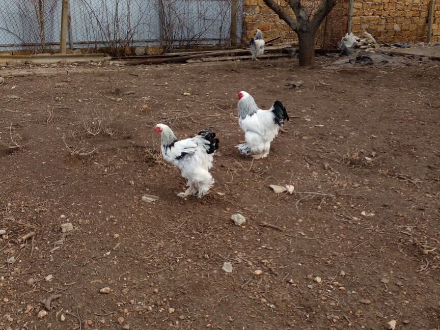 Яйцо инкубации и петухи