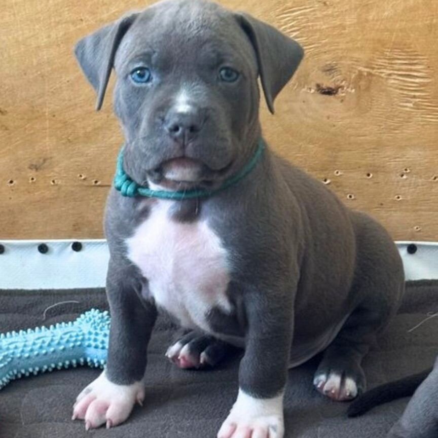 Американский стаффордширский терьер, щенок