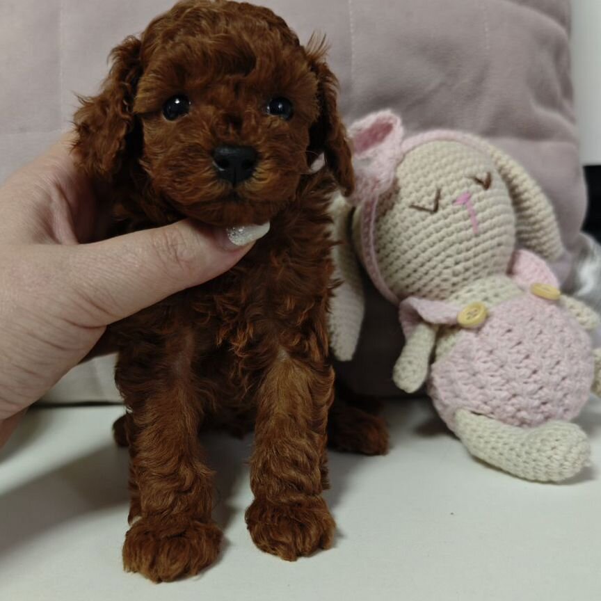 Той-пудель, щенок