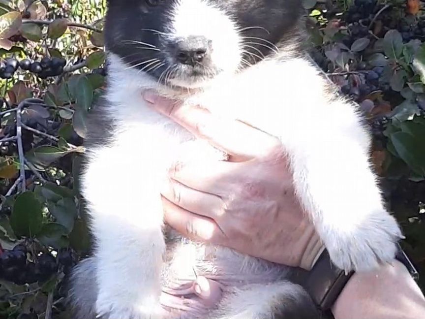 Щенок 1.5 средний мальчик