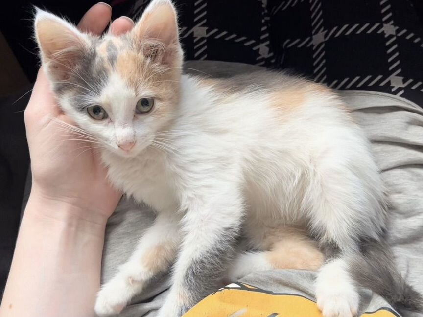 Ласковый котенок ищет дом