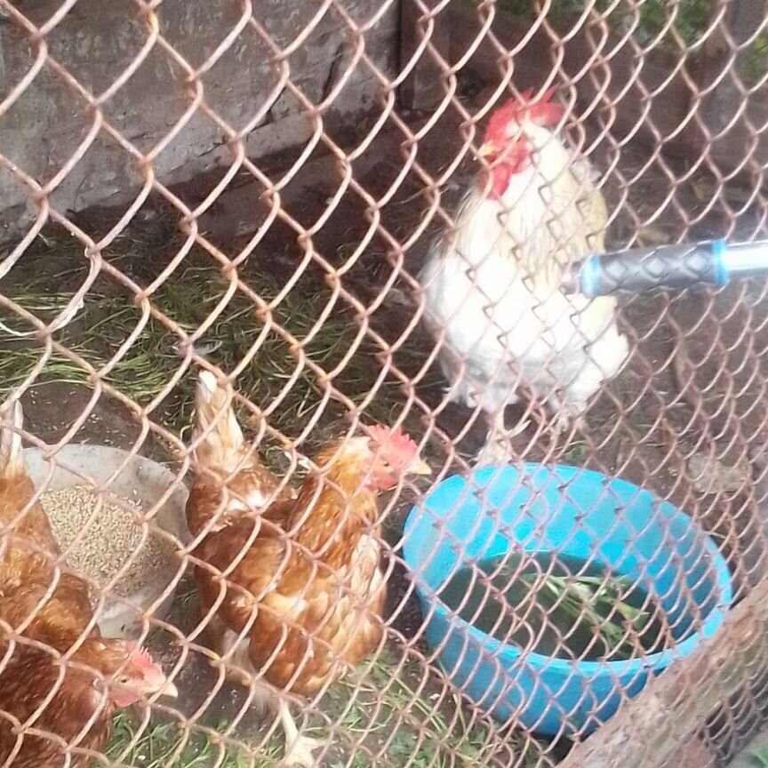 Продам курей и петуха