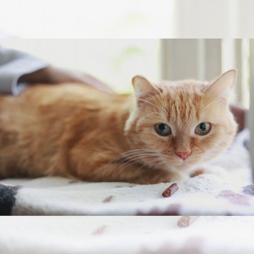 Сос ищем временный дом за вознаграждение