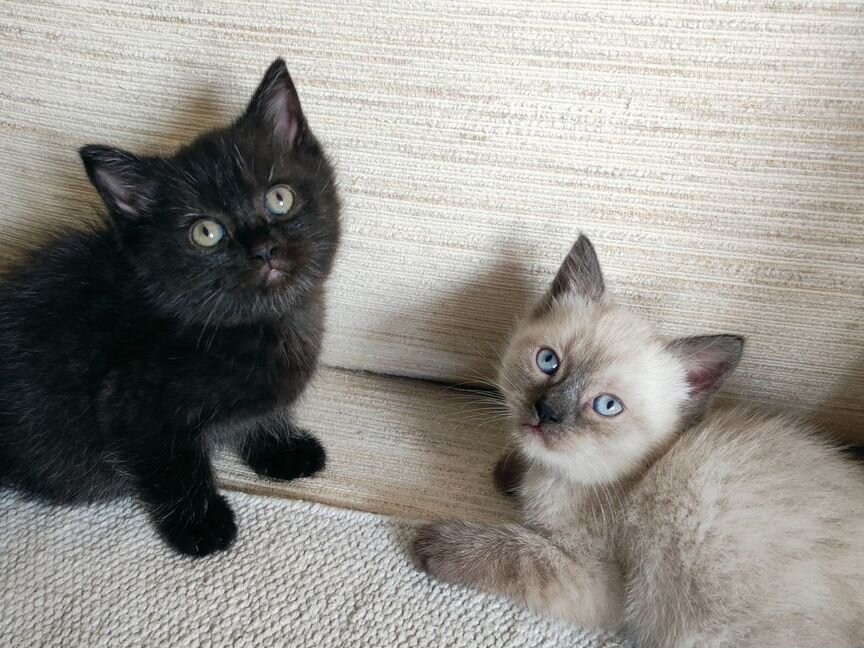 Чудесные котята