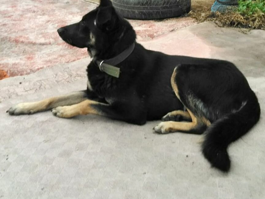 Восточноевропейская овчарка черного окраса метис